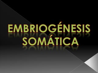 Embriogénesis somática | PPTX | Biological Sciences | Science