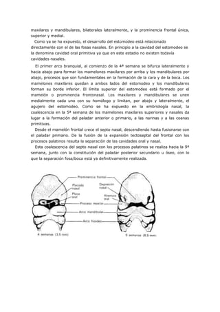 Embriolgia boca | DOC
