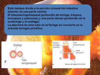 Embriología del Sistema Respiratorio | PPTX