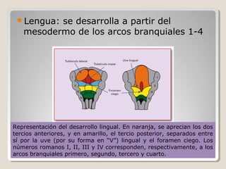 Embriología Del Foramen Ciego