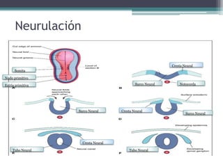 Embriología-de-la-hipófisis-3.pptx