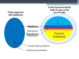 Embriología-de-la-hipófisis-3.pptx