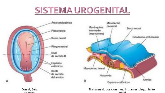Embriología desarrollo del sistema urogenital