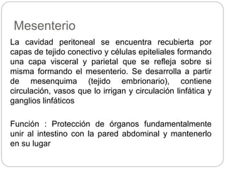 Embriología - (Estomago)-2.pptx