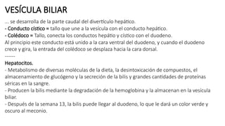 EMBRIOLOGÍA-HIGADO Y VESICULA BILIAR.pptx