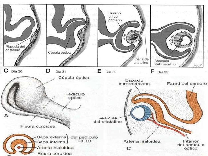 [Embriología] - Formación de Oído y Ojo