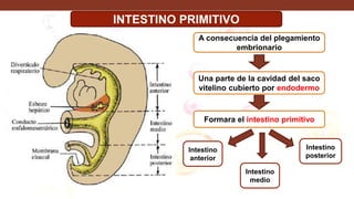 EMBRIOLOGÍA - Sistema digestivo.pptx