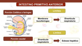 EMBRIOLOGÍA - Sistema digestivo.pptx
