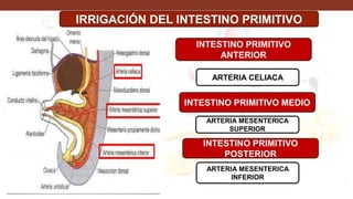 EMBRIOLOGÍA - Sistema digestivo.pptx