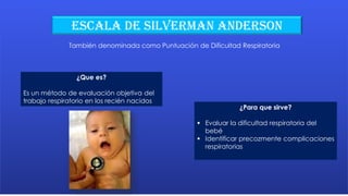 Embriología sistema respiratorio | PDF