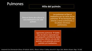 Embriología, Anatomía descriptiva pleuropulmonar Dr. Sergio de Luis IV ...