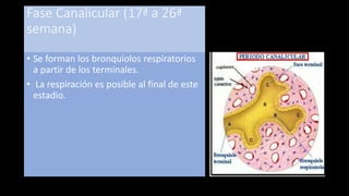 Embriología, Anatomía descriptiva pleuropulmonar Dr. Sergio de Luis IV ...