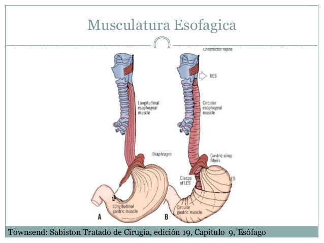 Embriología, anatomía, histología y fisiología esofágica