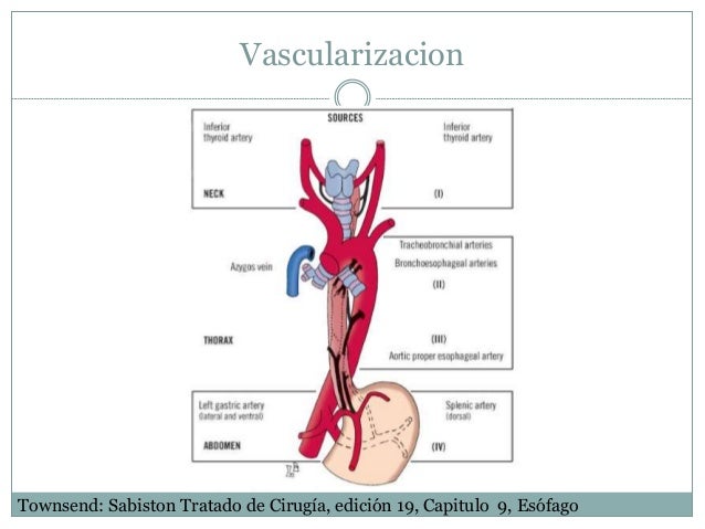 Embriología, anatomía, histología y fisiología esofágica