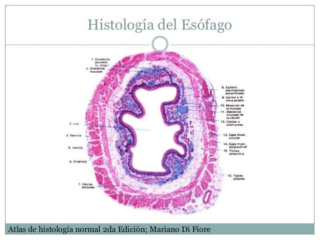 Embriología, anatomía, histología y fisiología esofágica