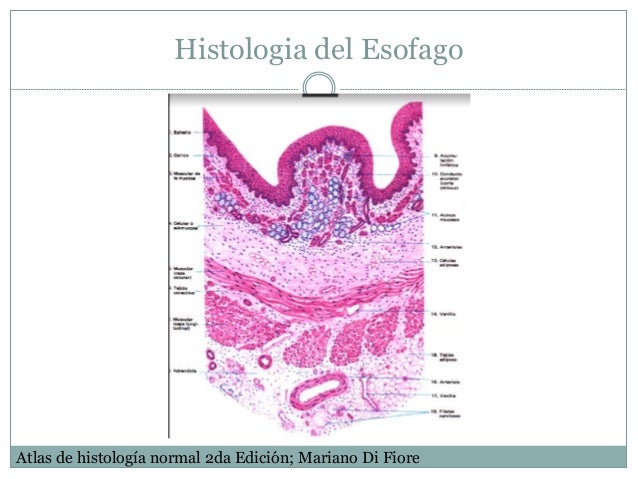 Embriología, anatomía, histología y fisiología esofágica