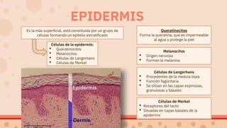 EMBRIOLOGÍA, ANATOMÍA Y FISIOLOGÍA DE LA PIEL - G6..pptx
