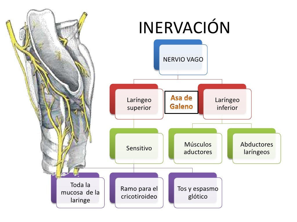 Embriología, anatomía y fisiología de laringe