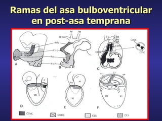 Embriología cardiaca | PPT