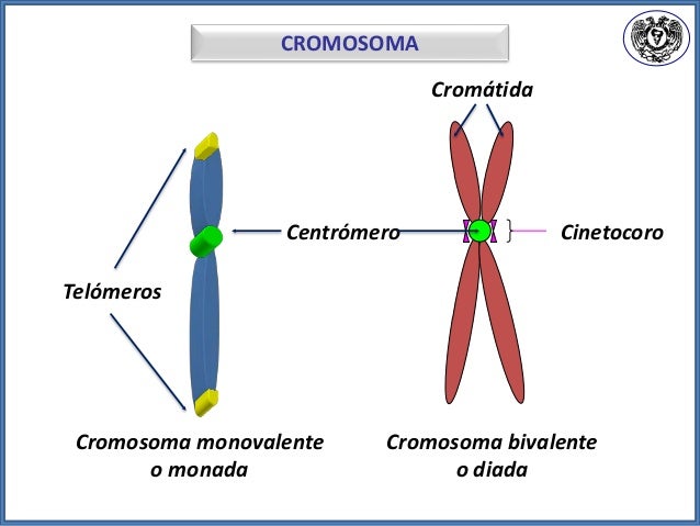 Embriología, ciclo celular y mitosis