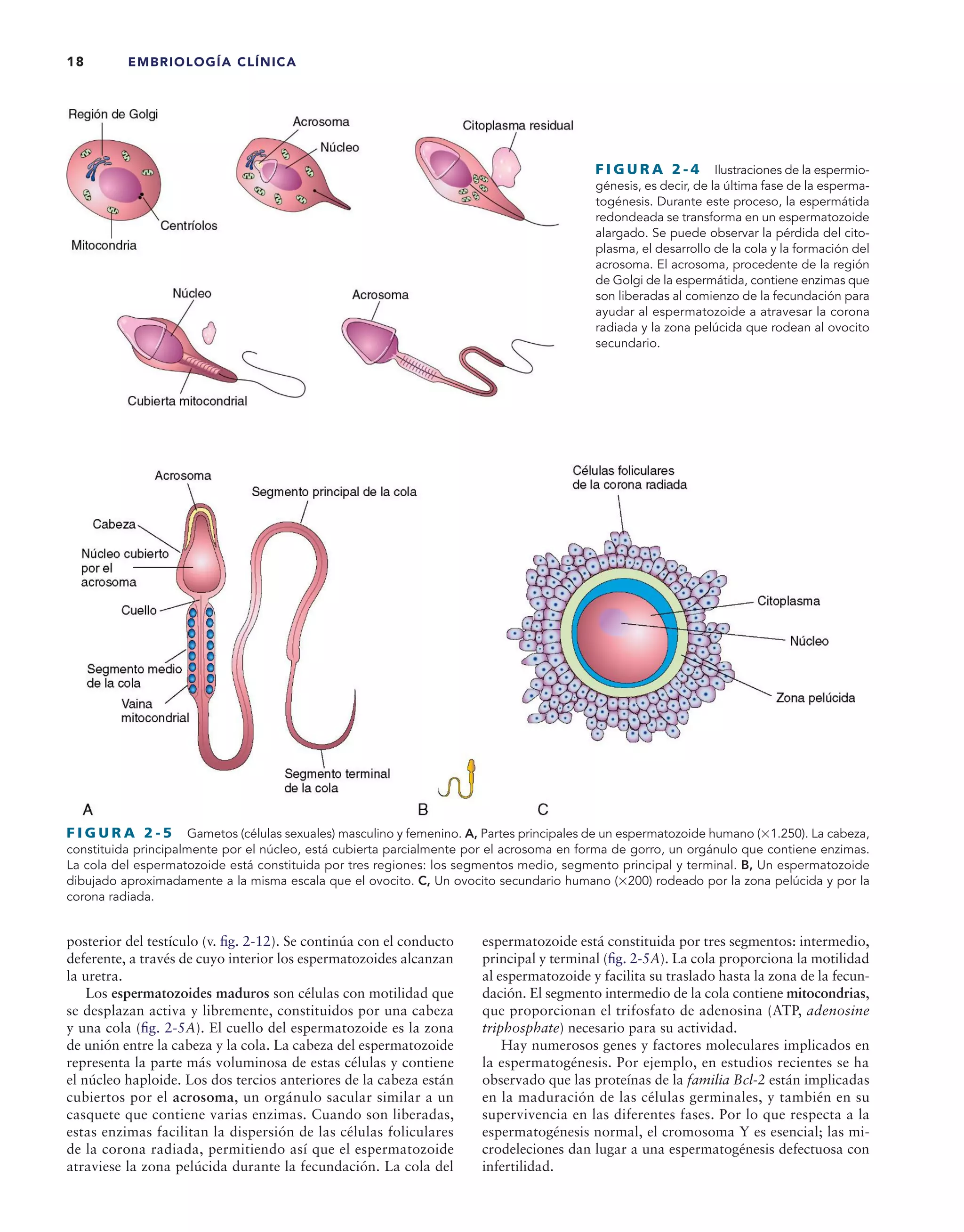 Embriología Clínica Moore Persaud 9ª Edición Pdf