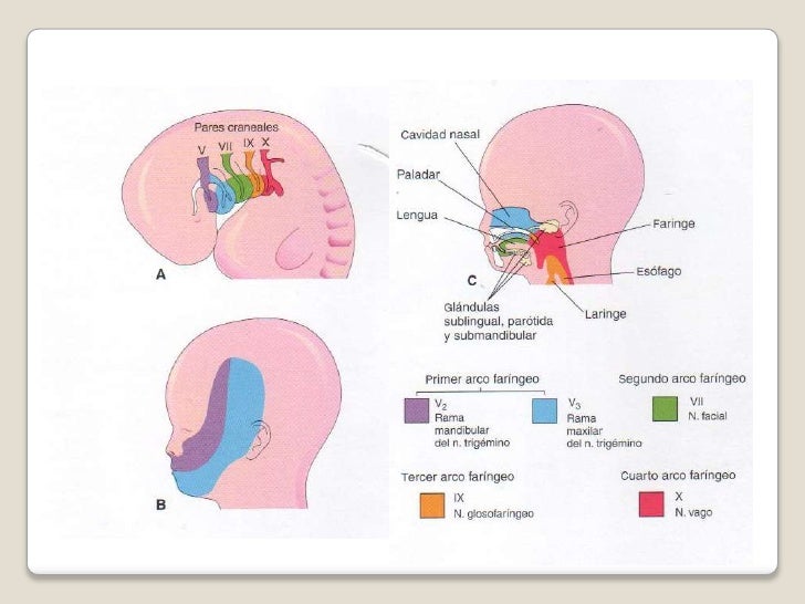 Arcos faríngeos/Embriología de cabeza cara y cuello- Montalván Mirand…