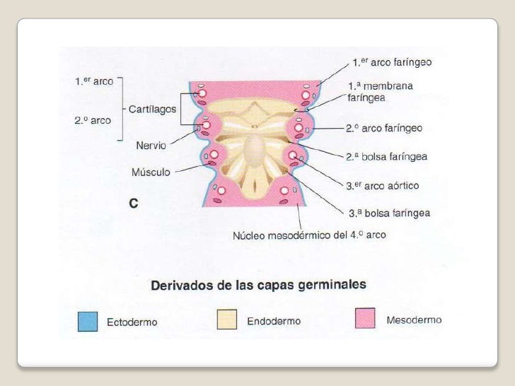 Arcos faríngeos/Embriología de cabeza cara y cuello- Montalván Mirand…