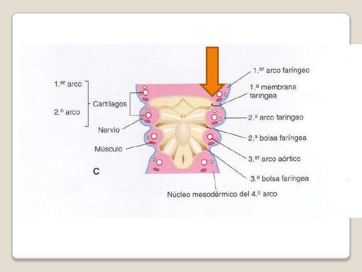 Arcos faríngeos/Embriología de cabeza cara y cuello- Montalván Mirand…
