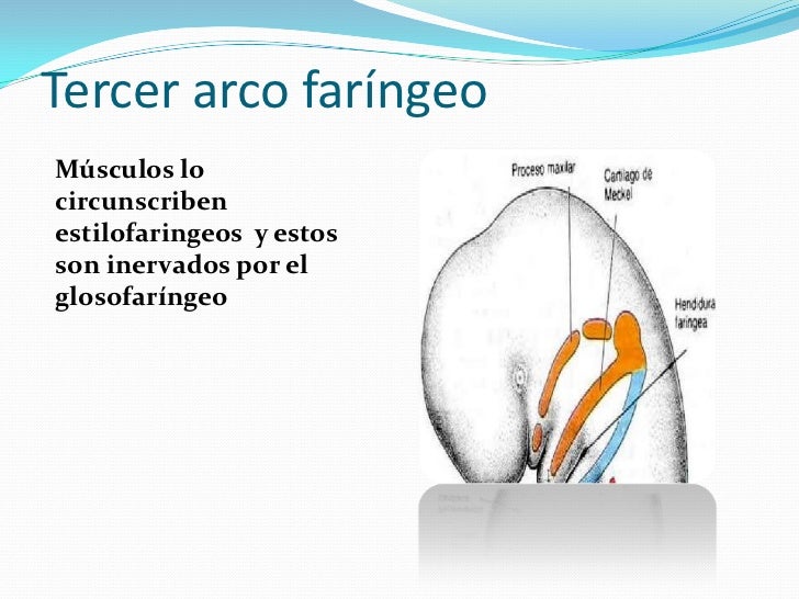 Embriología de cabeza y cuello