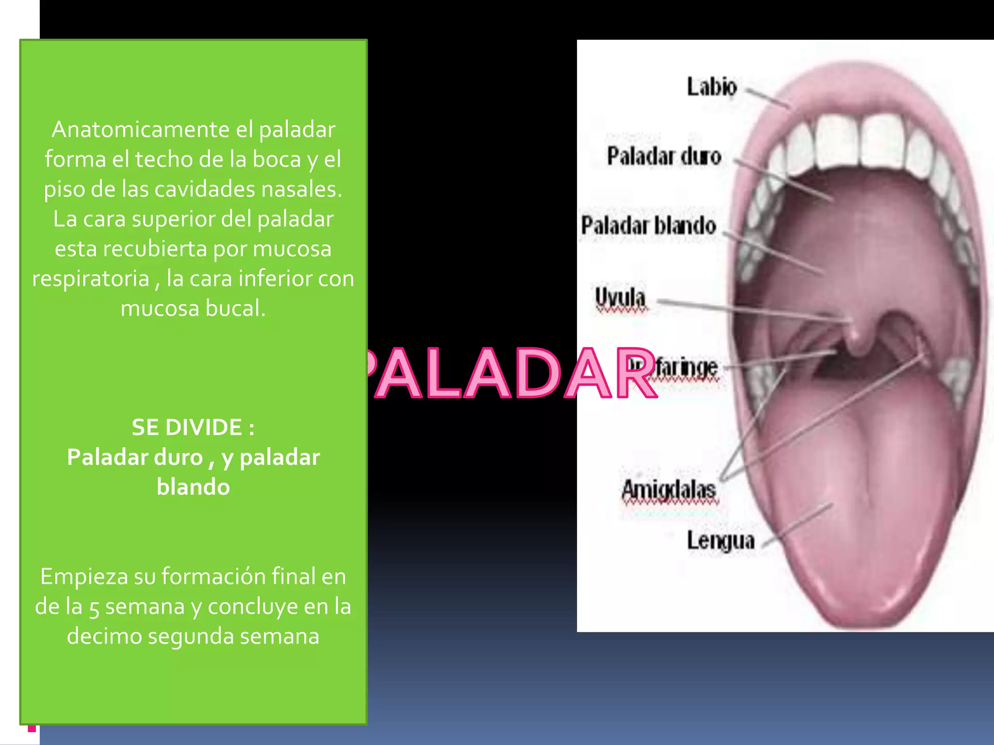 Embriología de cara, cavidad oral y anormalidades | PPTX