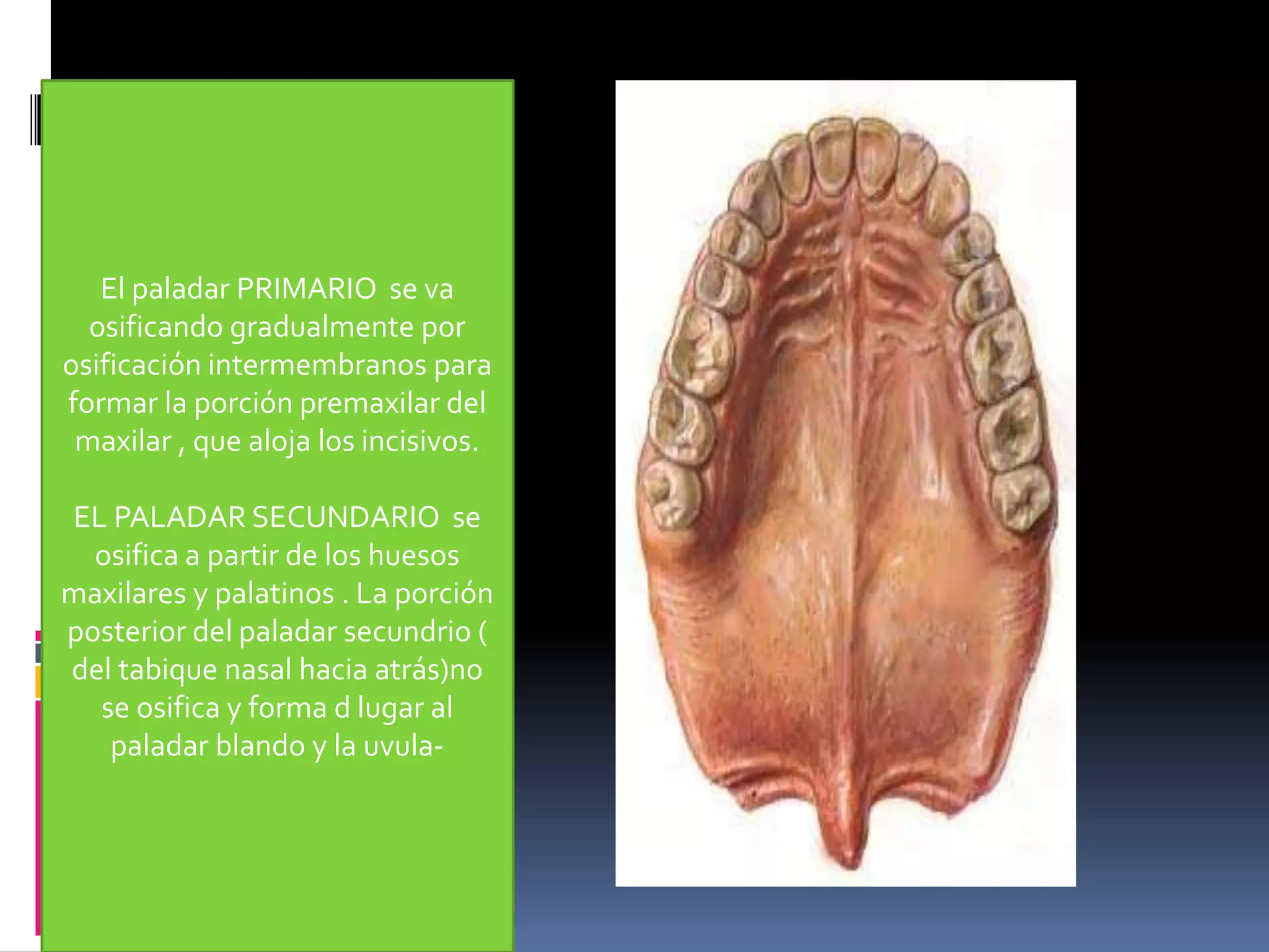 Embriología de cara, cavidad oral y anormalidades | PPTX