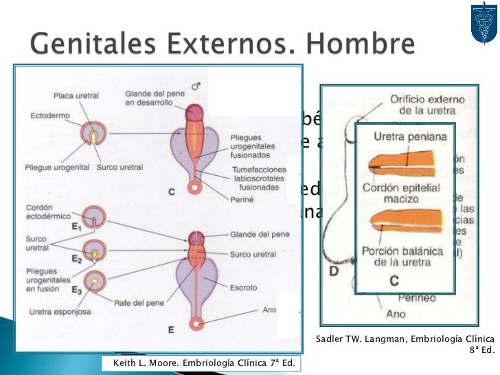 Embriología del aparato urogenital
