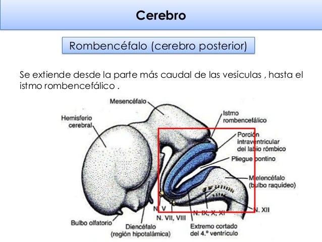 Embriología del cerebro