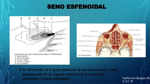Embriología de los senos paranasales