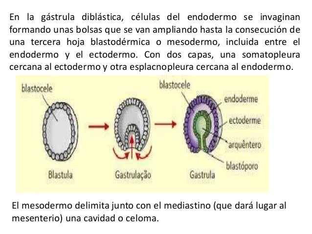 Embriología de los vertebrados