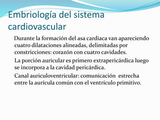 Embriología del sistema cardiovascular | PPTX