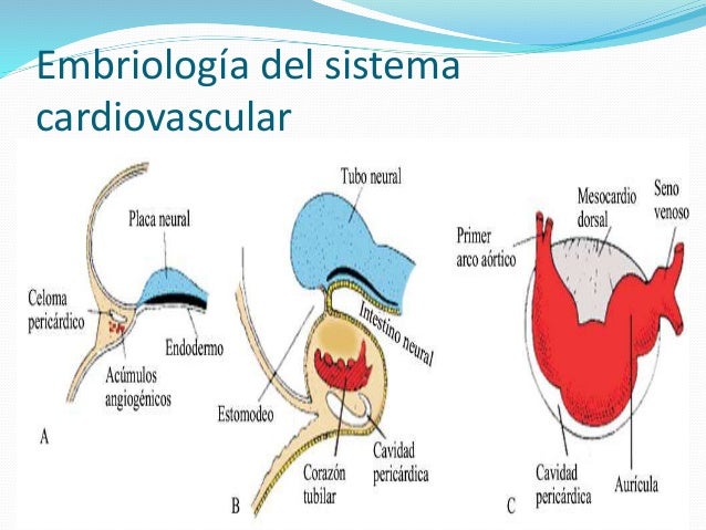 Embriología Del Sistema Cardiovascular