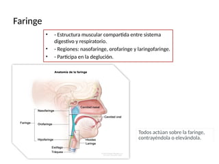 Embriología del Sistema Digestivo y Anatomía de Boca, Faringe y Esófago ...