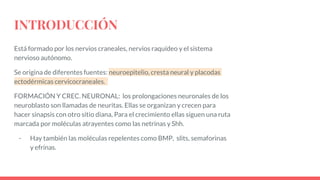 EMBRIOLOGÍA DEL SISTEMA NERVIOSO | PPTX