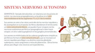EMBRIOLOGÍA DEL SISTEMA NERVIOSO | PPTX