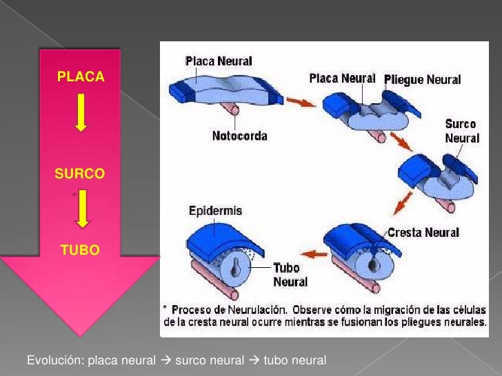Embriología del sistema nervioso central