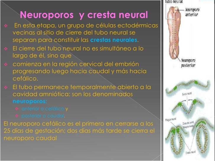 Embriología del sistema nervioso central