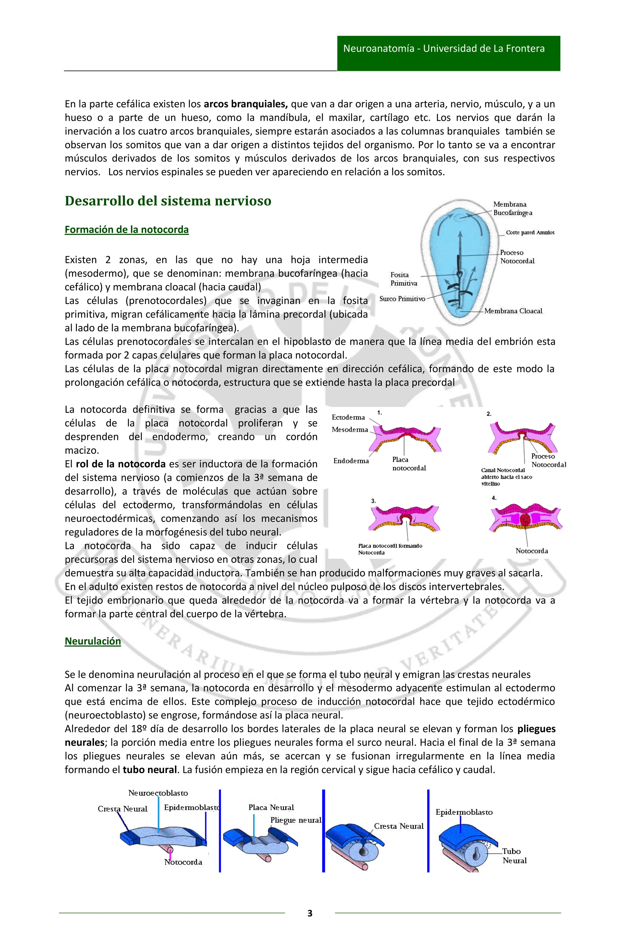 Embriología del sistema nerviosoooooooo.pdf
