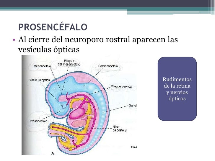 Embriología del snc