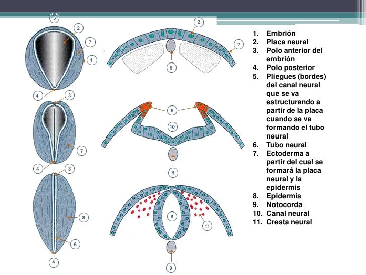 Embriología del snc