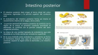 Embriología del tubo digestivo terminada | PPTX