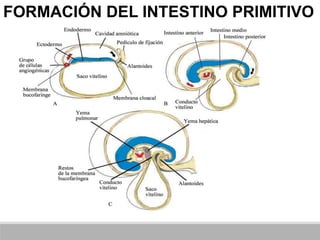 Embriología Digestivo.ppt