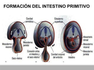 Embriología Digestivo.ppt