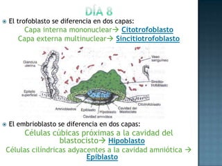 Embriología día/semana/mes | PPTX