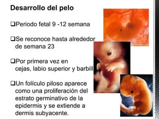 Embriología pelo | PPTX